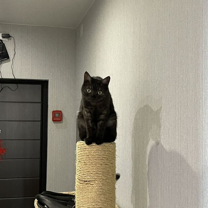 Кот в добрые руки