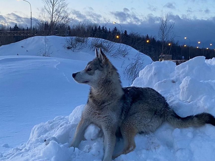 Чехословацкий влчак.Щенок смесь овчарки и волка