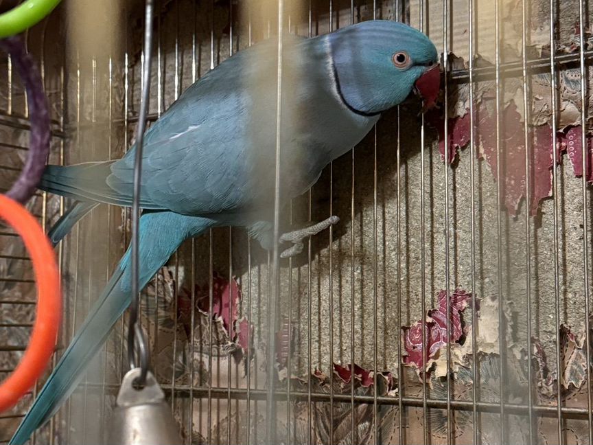 Ожереловый попугай синий