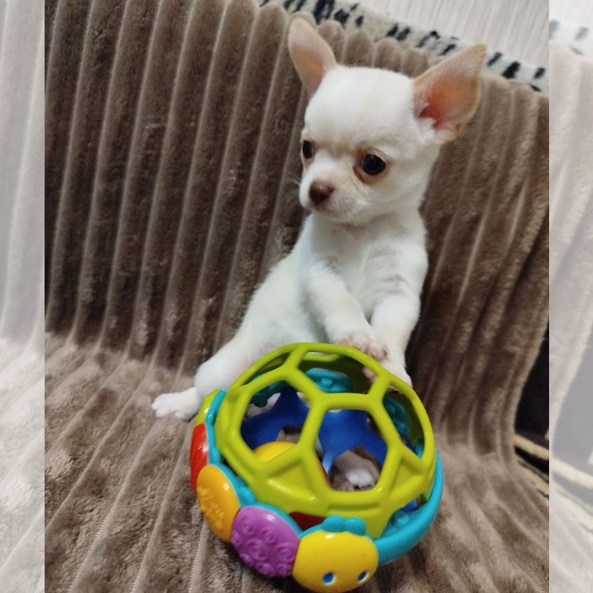 Чихуахуа, щенок