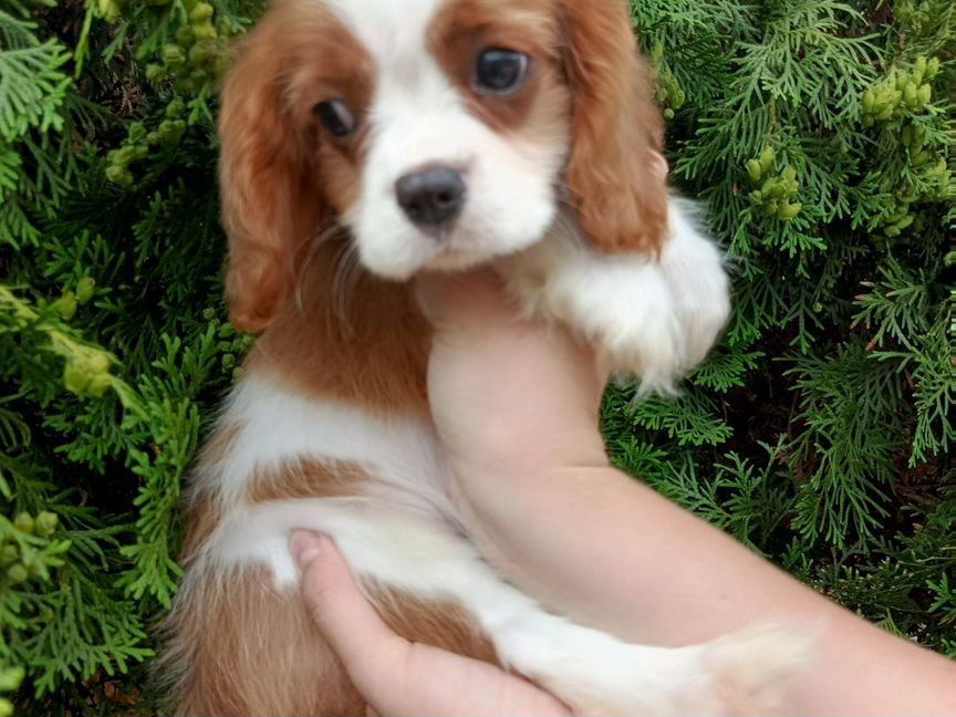 Супер кавалерчики