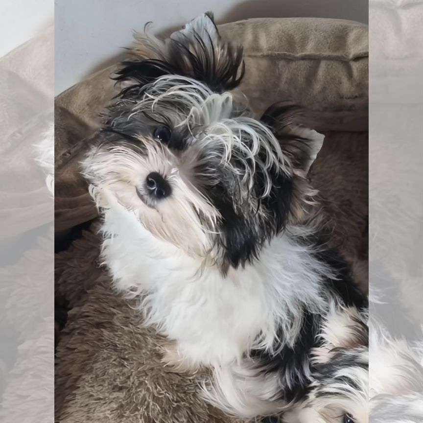 Йоркширский терьер, щенок