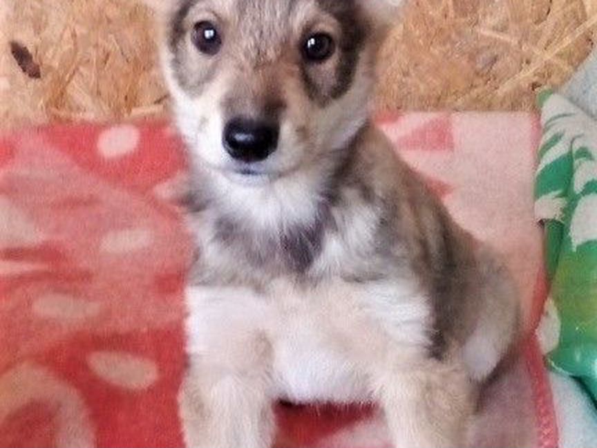 Щенуля ищет дом