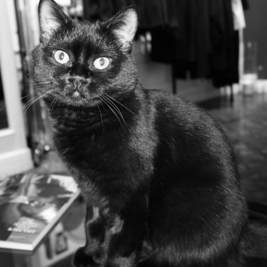 Отдам в добрые руки