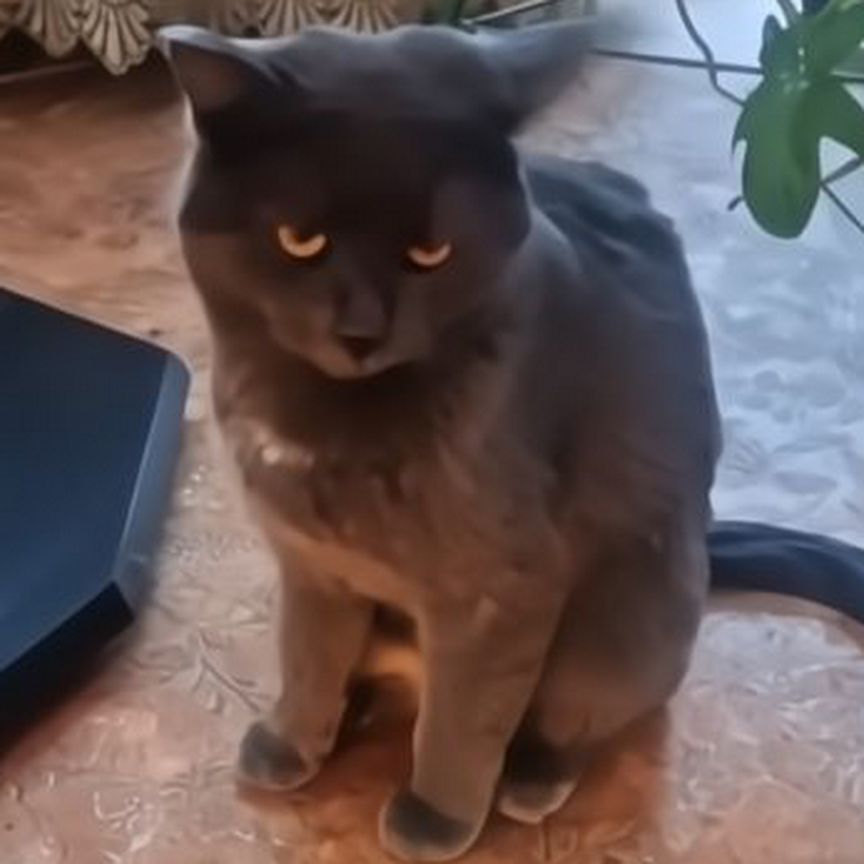 Взрослая, кошка в добрые руки