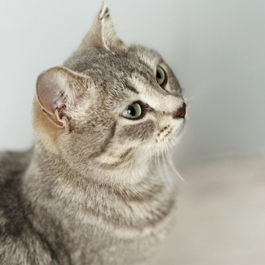 Взрослая, кошка в добрые руки