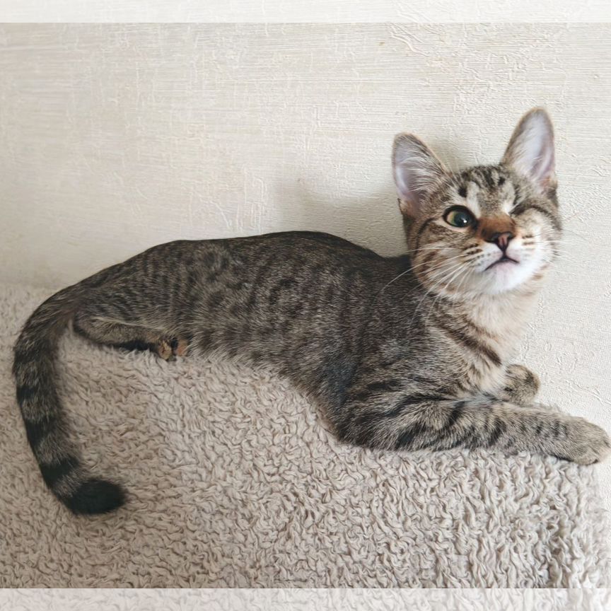 Котёнок в добрые руки