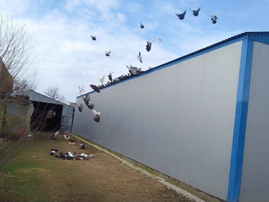 Николаевские голуби