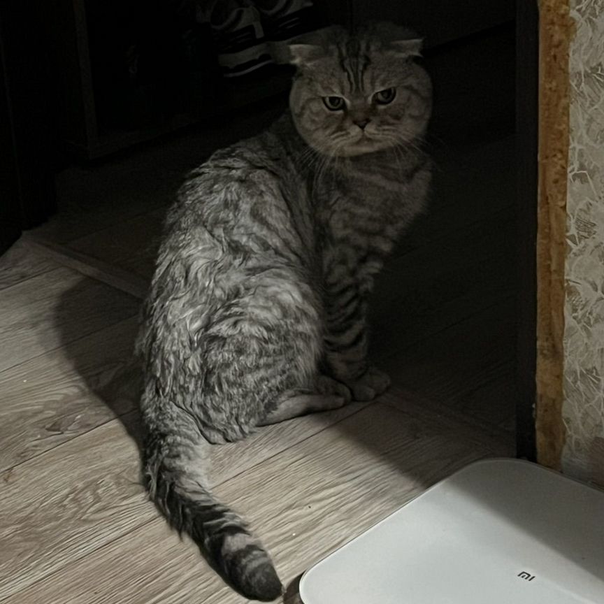 Кот в добрые руки