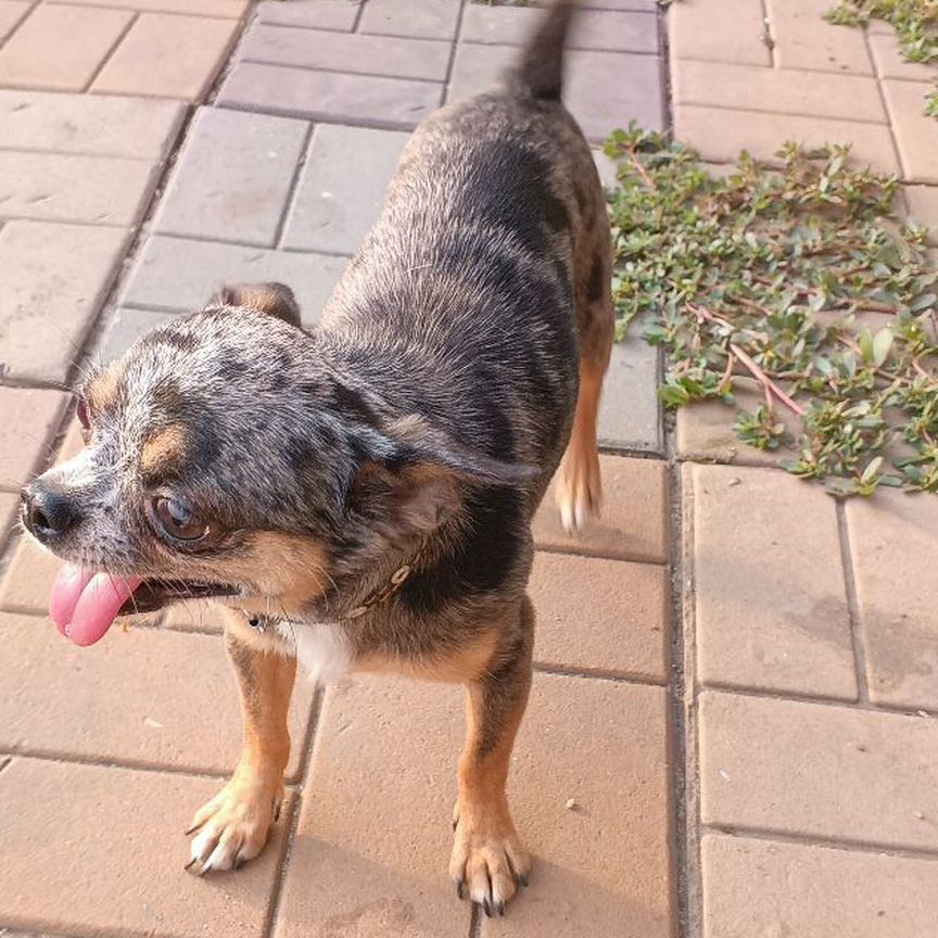 Кобель 2 года. мордочка Коби