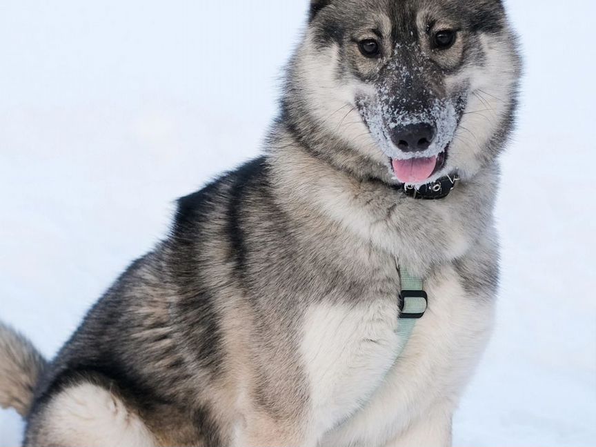 Хаски Герда: собака из приюта в добрые руки
