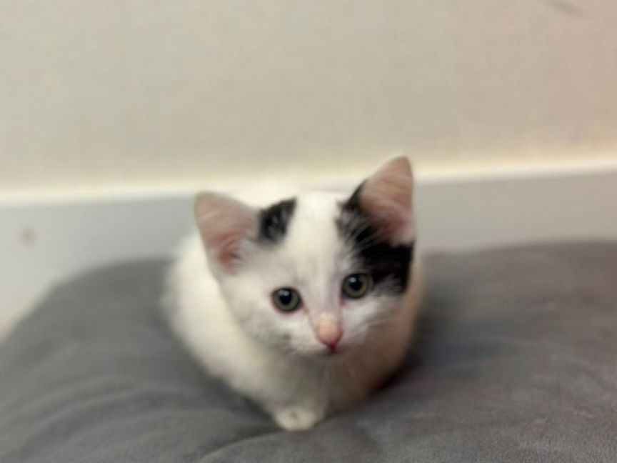 Котенок 2мес