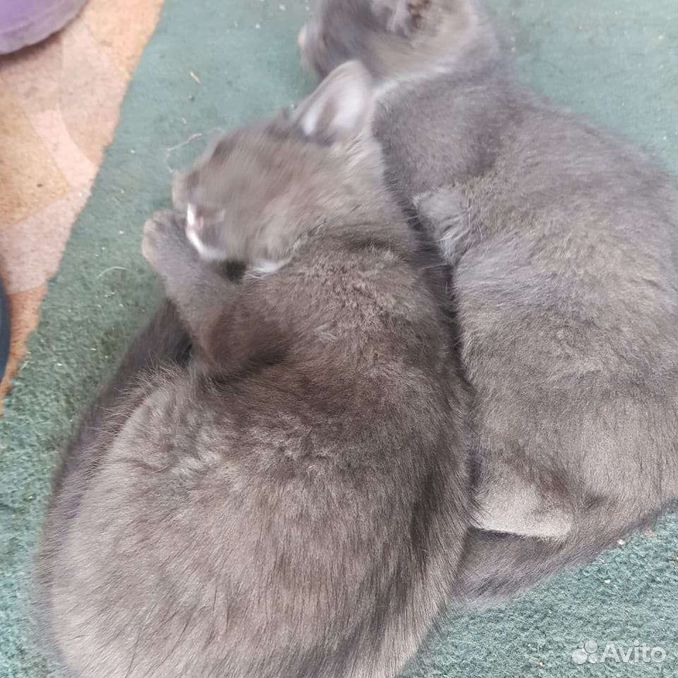 Котята русская голубая,мальчики 2,5 месяца