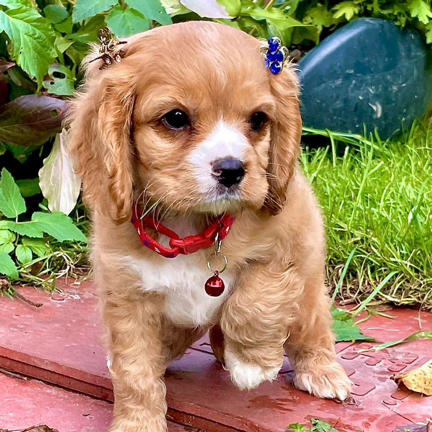 Американский кокер спаниель