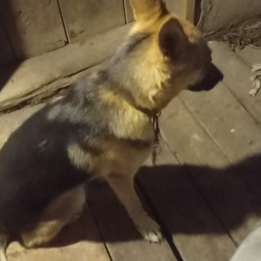 Немецкая овчарка в добрые руки