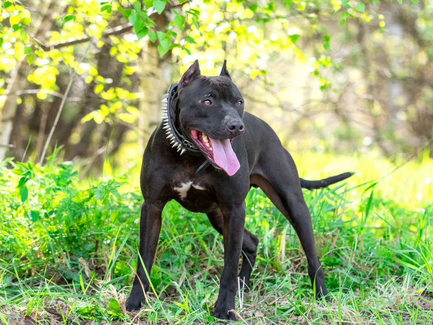 Питбультерьер Веном