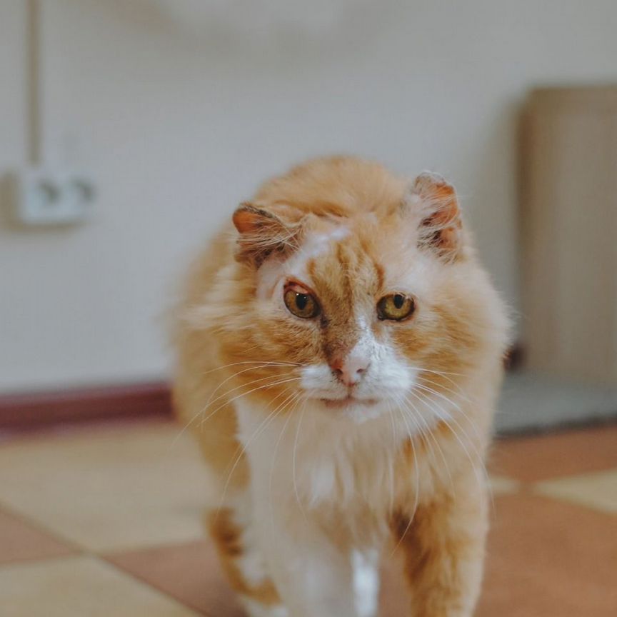 Кот Лео