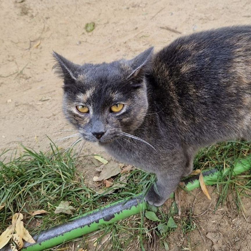 Кошечка ищет дом