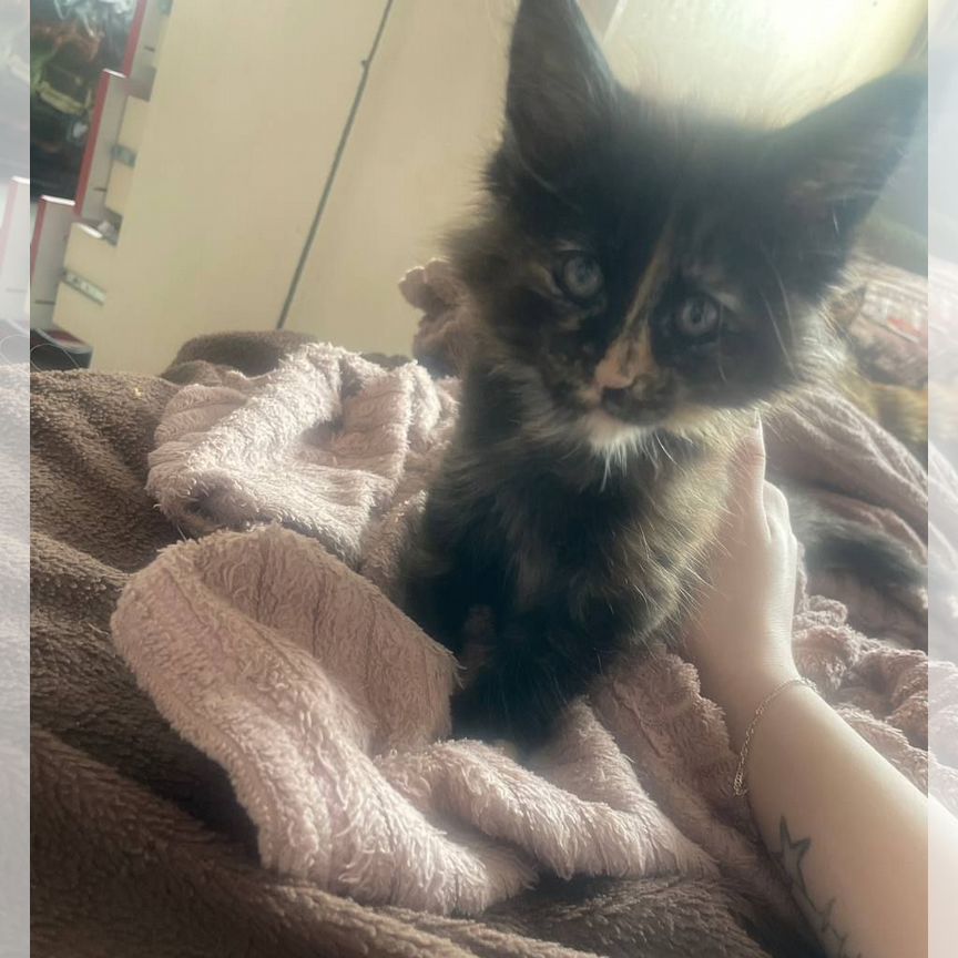 Мейн-кун котёнок