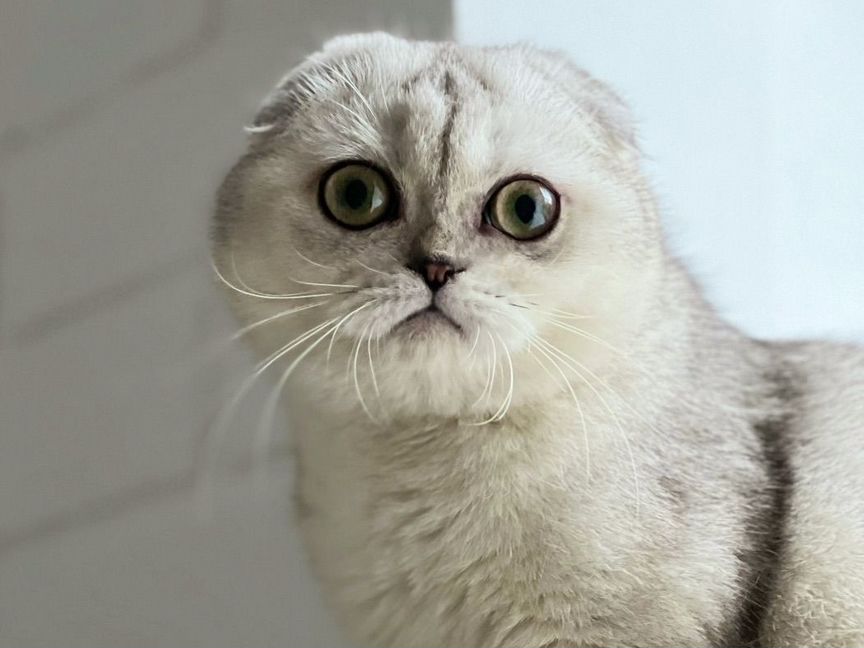 Шотландские