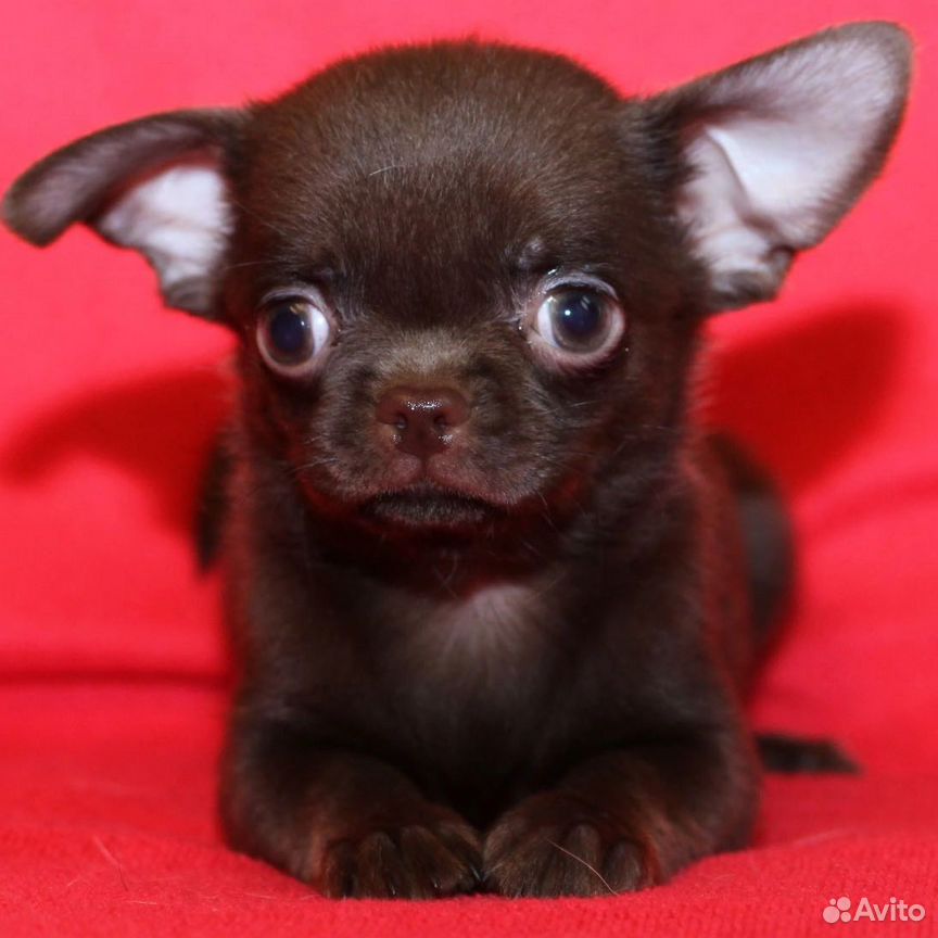 Мальчики чихуахуа мини и стандарт