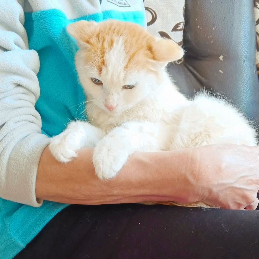 Кот подросток Пьер