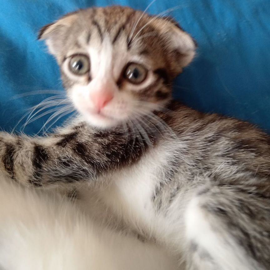 Шотландский вислоухий длинношёрстный котёнок