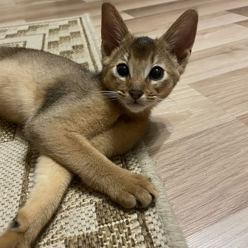 Абисинский котенок