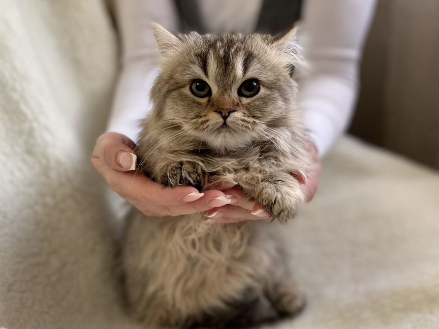 Шотландская малышка Пуговка