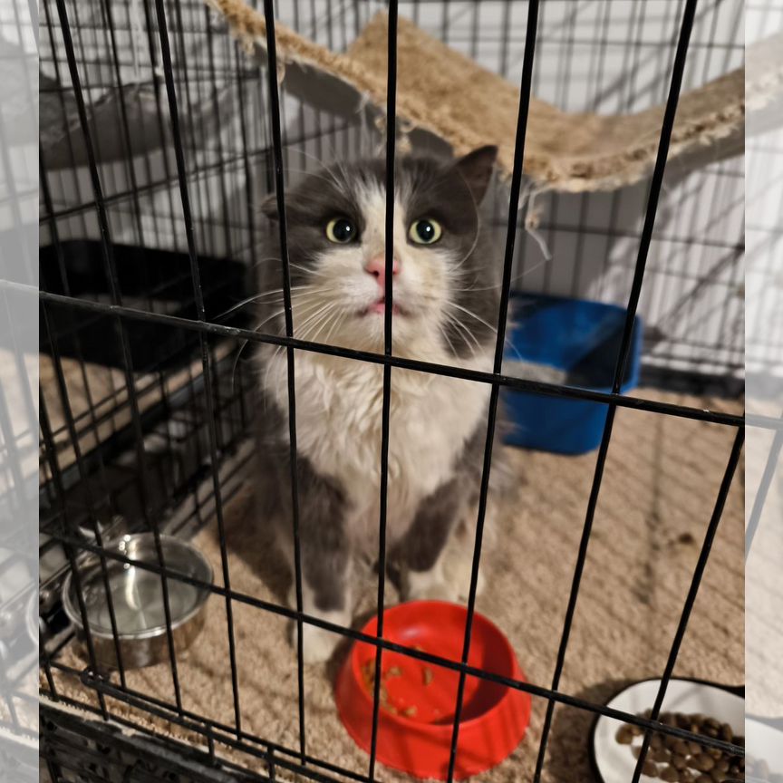 Кот с печальной судьбой