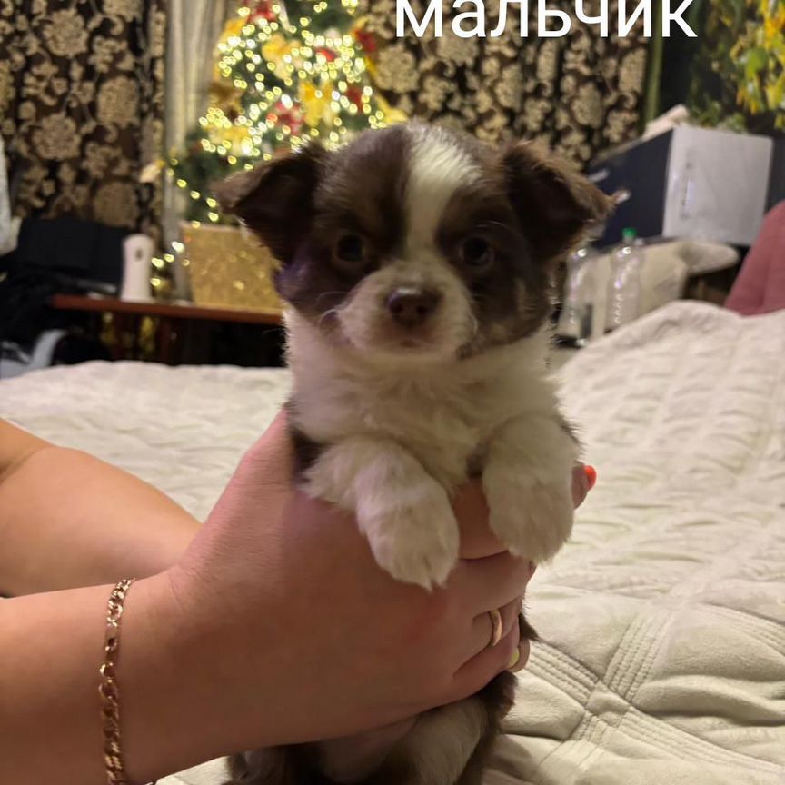 Щенки чихуахуа длинношерстные