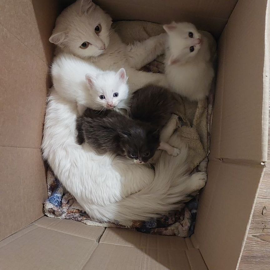 Котёнок в добрые руки