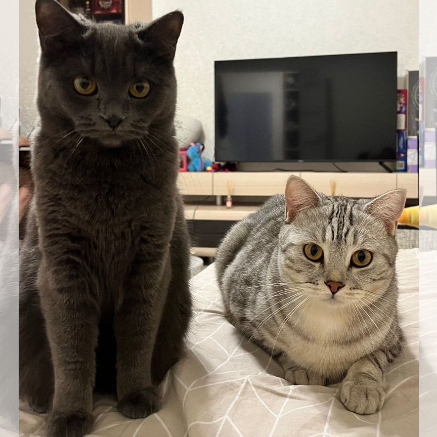 Шотландский прямоухий короткошёрстный, взрослый кот