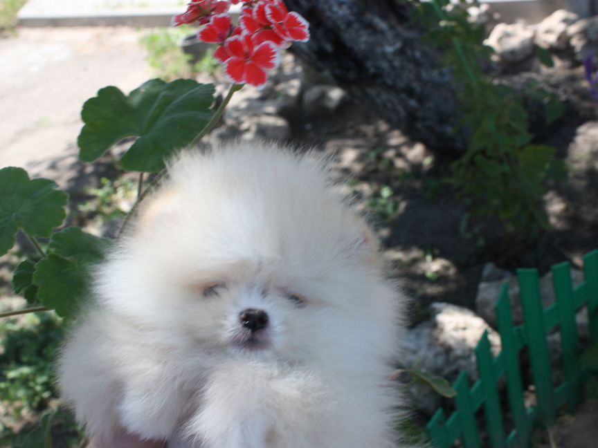 Мишки-мальчишки померашки