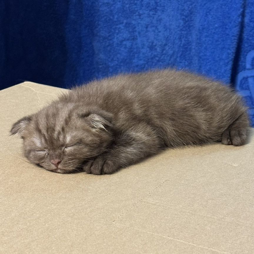 Шотландский вислоухий короткошёрстный котёнок
