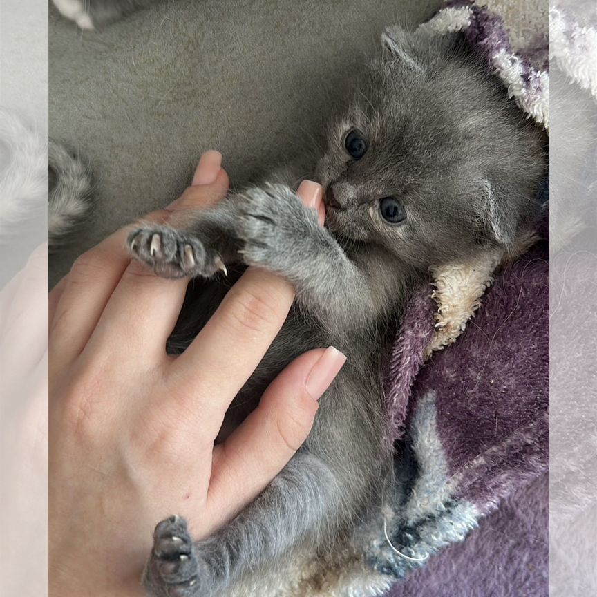Шотландский вислоухий короткошёрстный котёнок