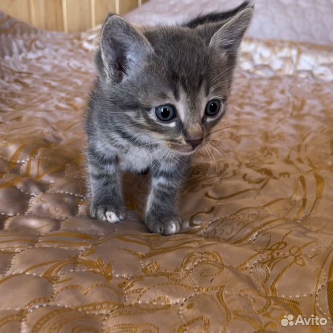 Серенький котенок бесплатно