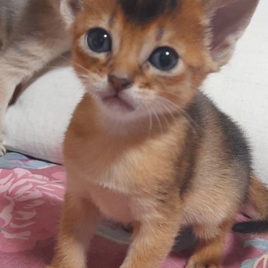 Абиссинские котята