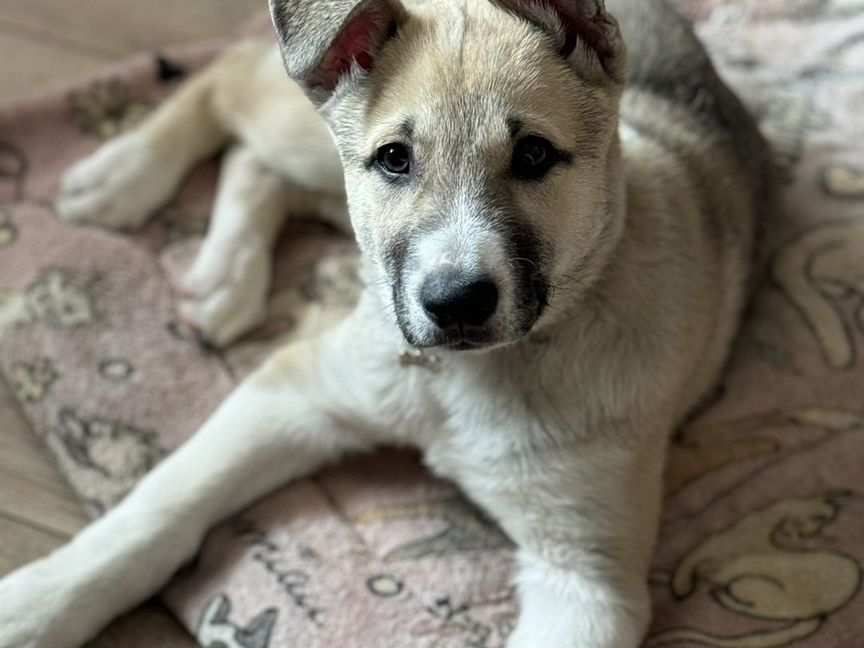 Собачка Бандит ищет дом