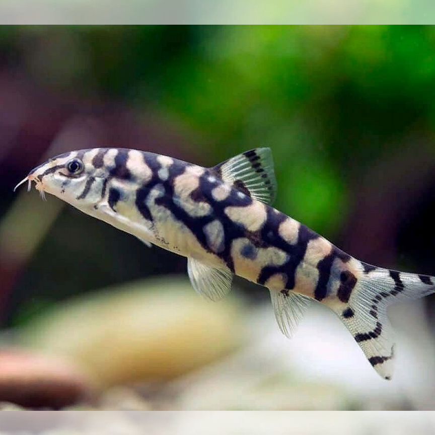 Сом мраморный боция