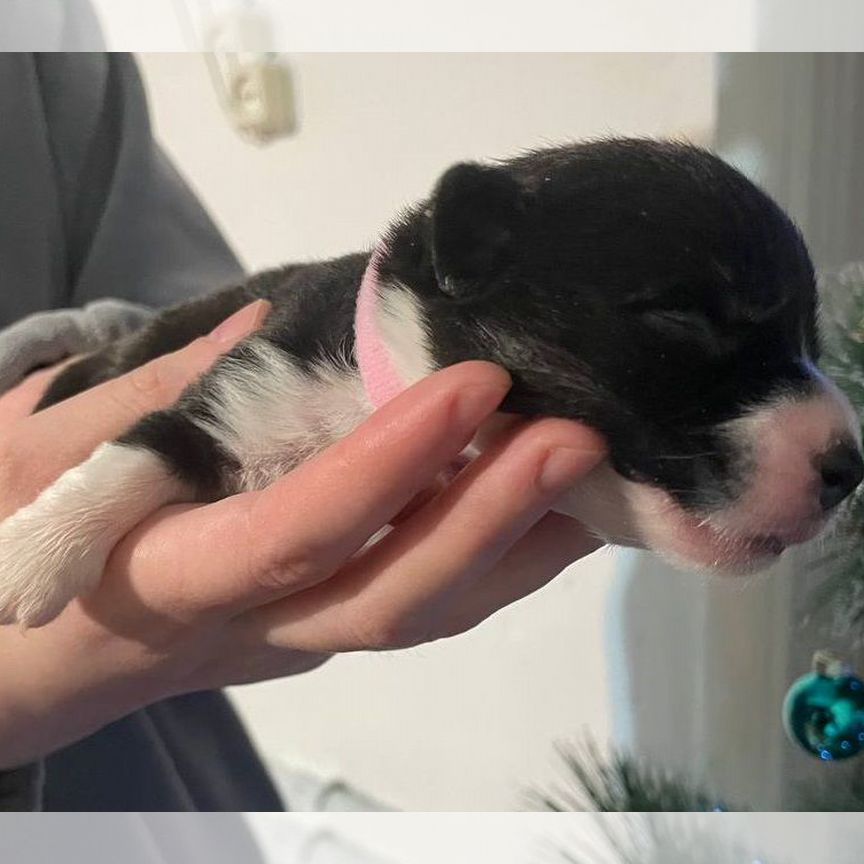 Вельш Корги Кардиган, щенок