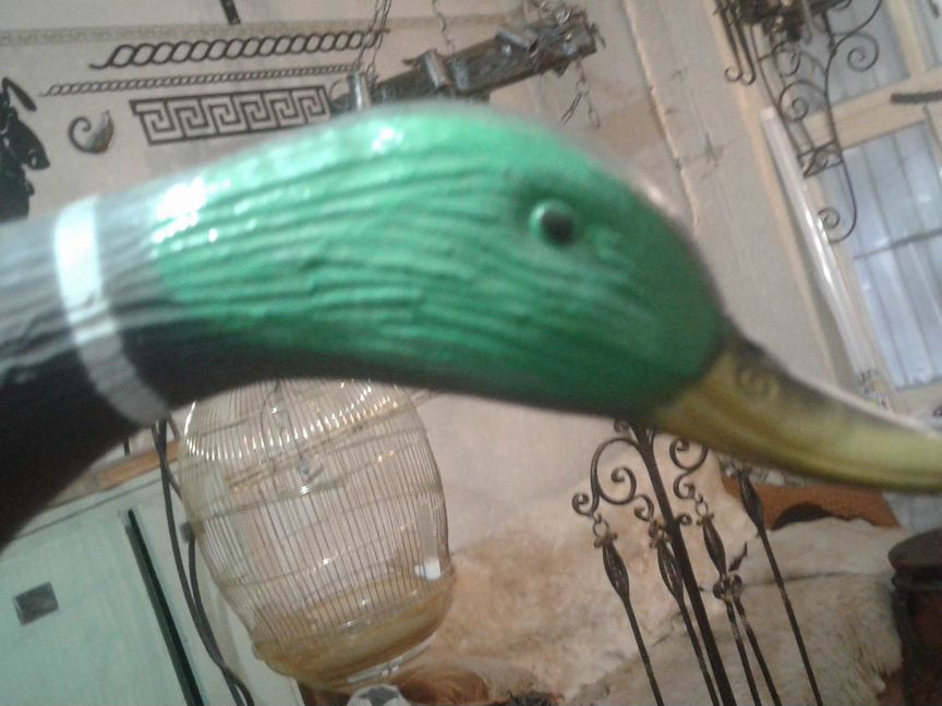 Спрингер спаниэль