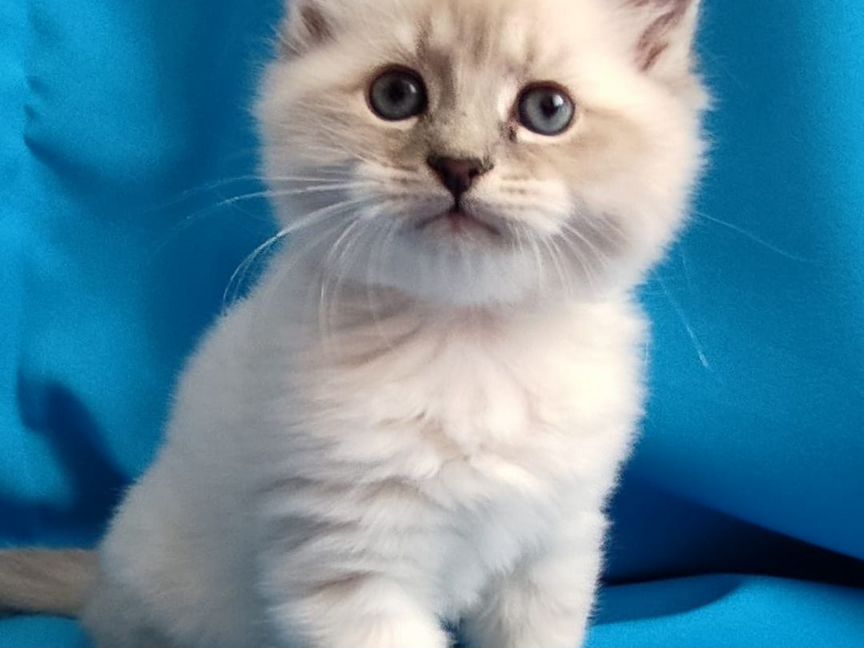 Кошка невская маскарадная