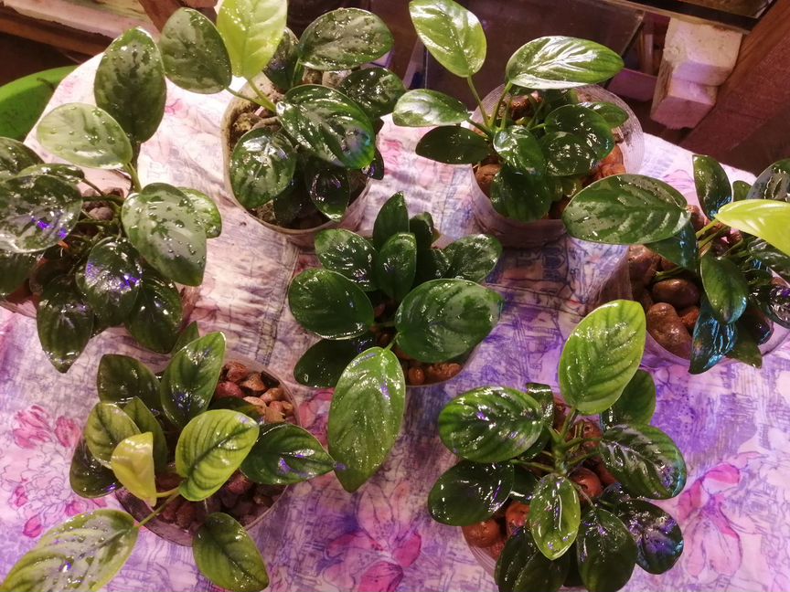 Анубиас Бартери вар. нана