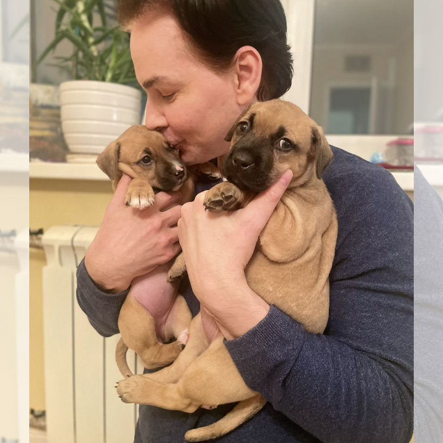 Американский стаффордширский терьер, щенок