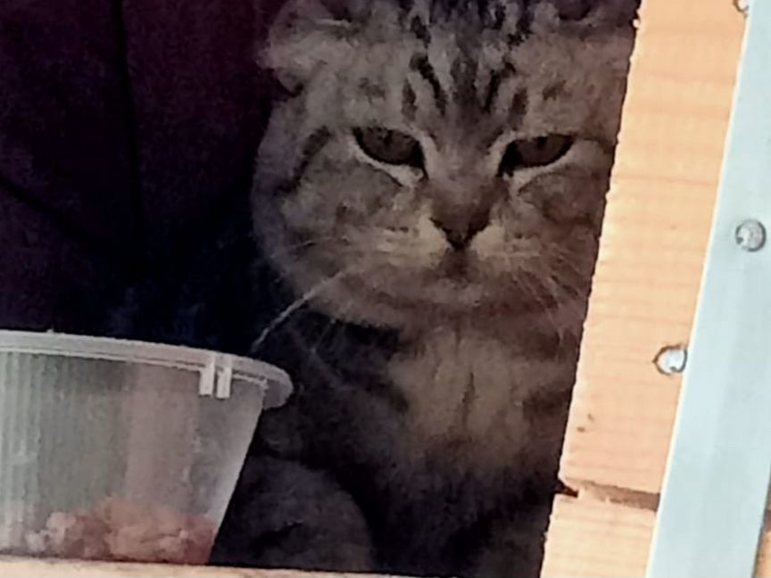 Найдена кошка