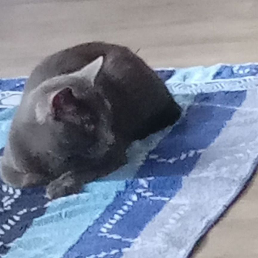Британский короткошёрстный котёнок