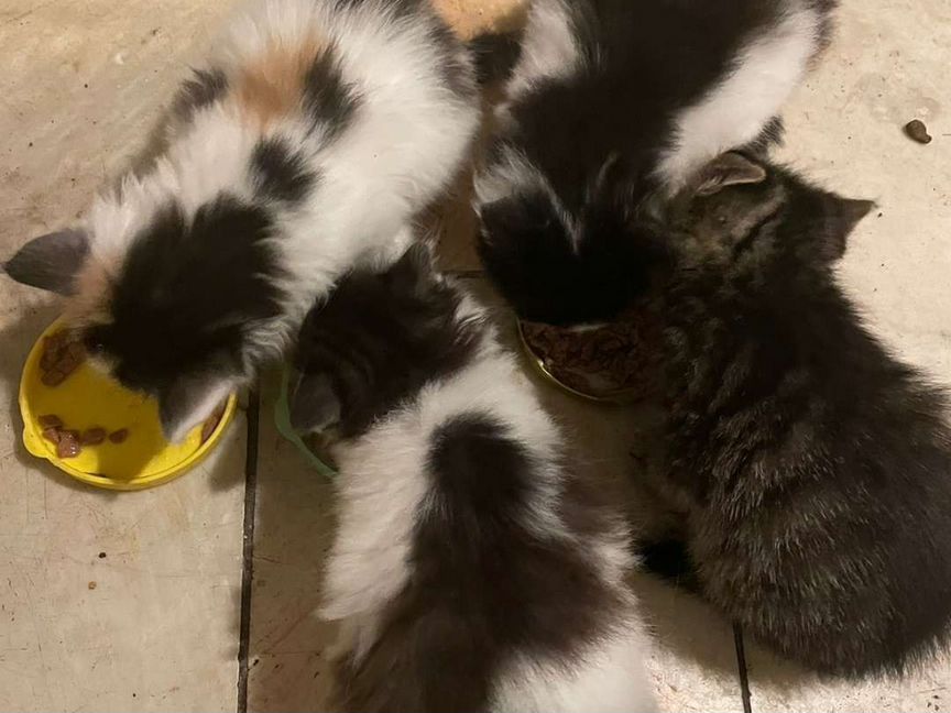 Котята 5 мес в добрые руки