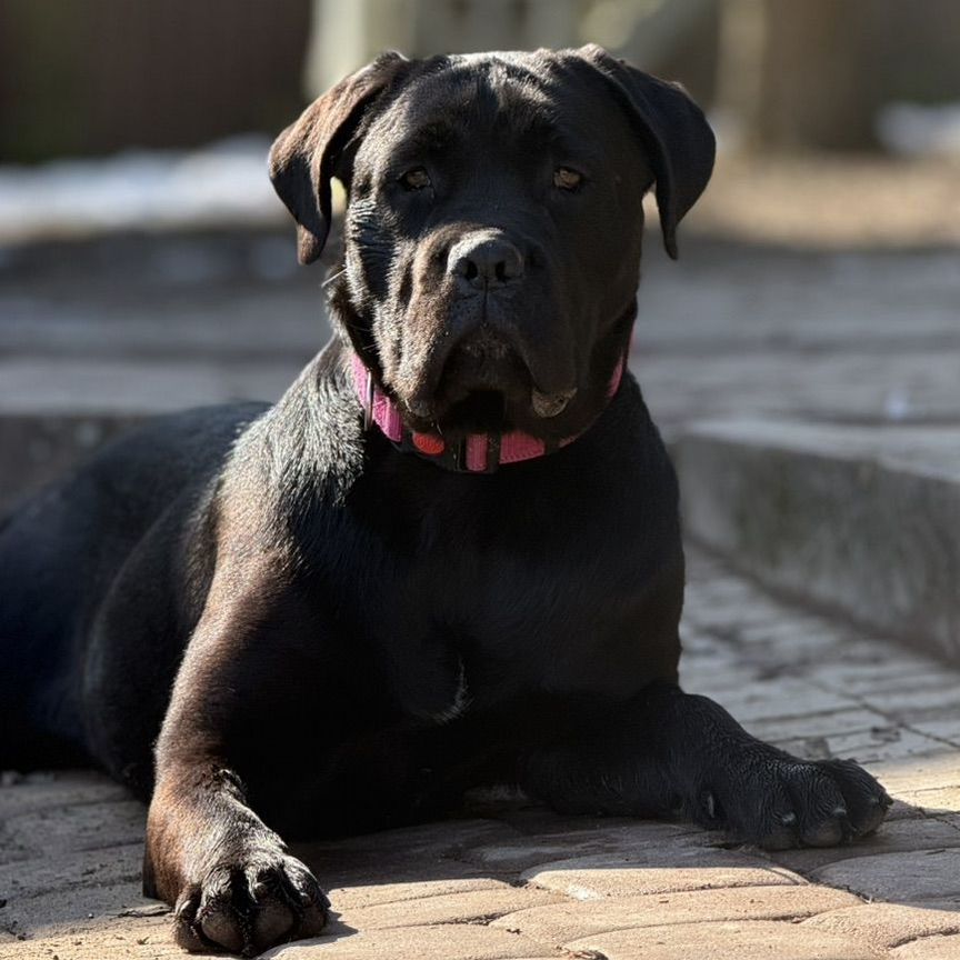 Кане-корсо, взрослая собака