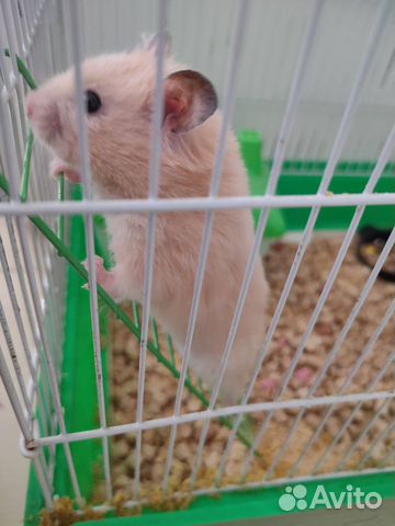 Сирийский хомяк мальчик